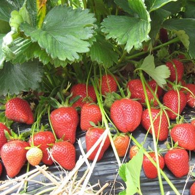 Клубника Фелиция: описание и характеристики сорта садовой земляники ...