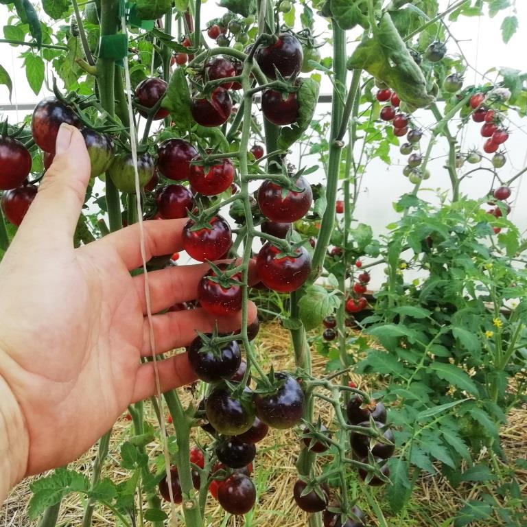 Томат Фиолетовый дракон: описание сорта помидоров, характеристики ...