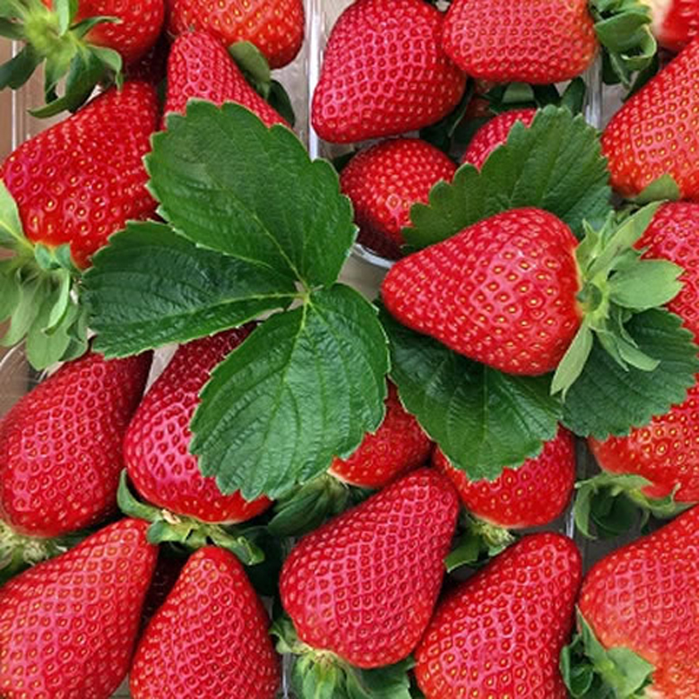 Клубника Фламиния: описание и характеристики сорта садовой земляники ...