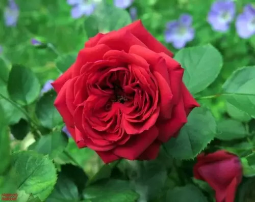 Роза Франсуа Рабле: особенности и характеристика сорта, правила посадки ...