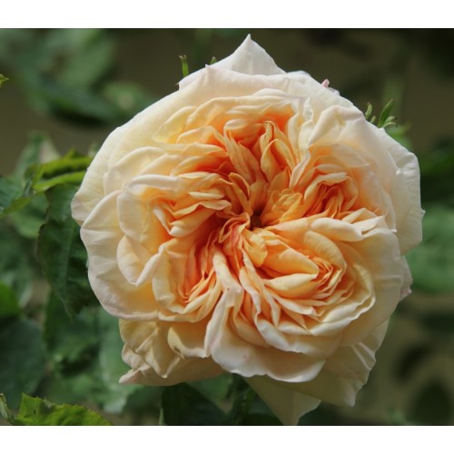 Роза Глуар Де Дижон: особенности и характеристика сорта, правила ...