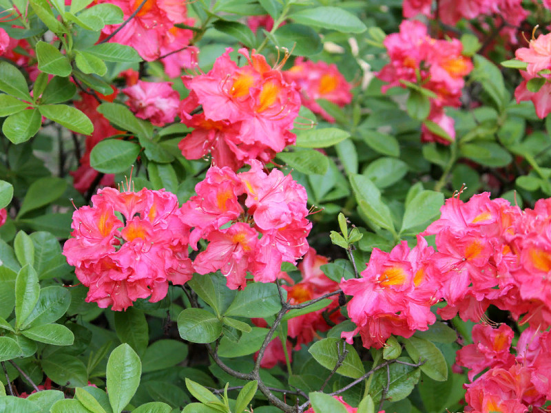 Рододендрон (Азалия) Juanita: описание сорта, характеристики ...