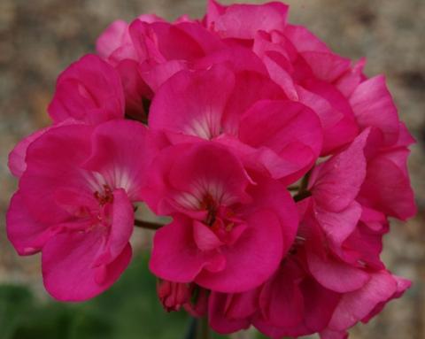 Пеларгония Jubilee Rose: описание сорта, характеристики, особенности ...