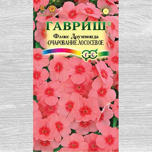 Флокс Очарование лососевое: описание сорта, характеристики, тонкости ...
