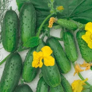 Огурец Первый класс: описание и характеристики сорта, правила посадки и ...