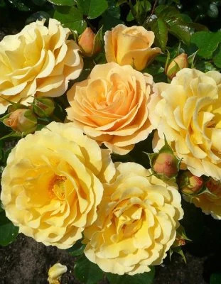 Роза Ребекка: особенности и характеристика сорта, правила посадки ...