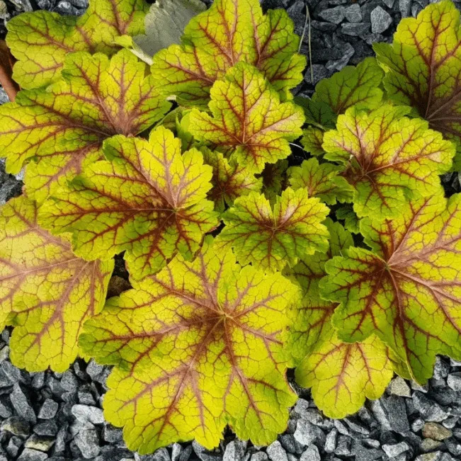 Гейхера Стоплайт: описание сорта, характеристики, агротехника посадки и ...