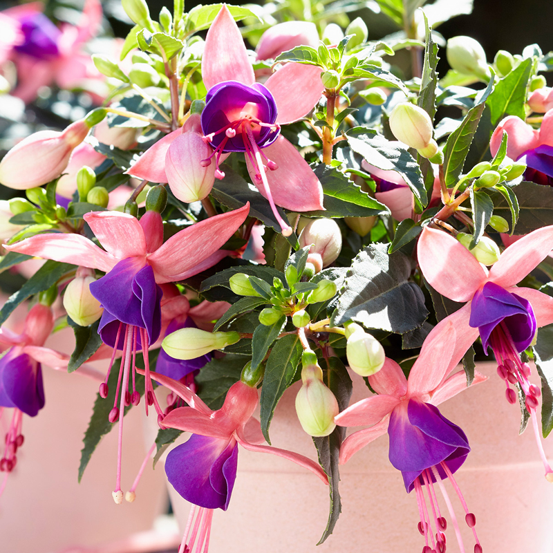 Фуксия Белла Маришка: описание сорта, характеристики, особенности ...