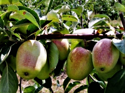 Яблоня Бочонок: описание сорта и характеристики. Когда собирать и ...