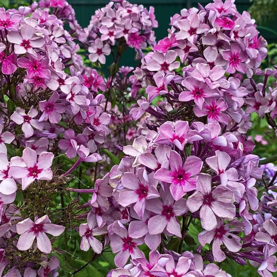 Флокс Данила-Мастер: описание сорта, характеристики, тонкости посадки и ухода, отзывы