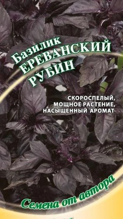 Базилик Ереванский рубин: описание сорта, характеристики, особенности ...