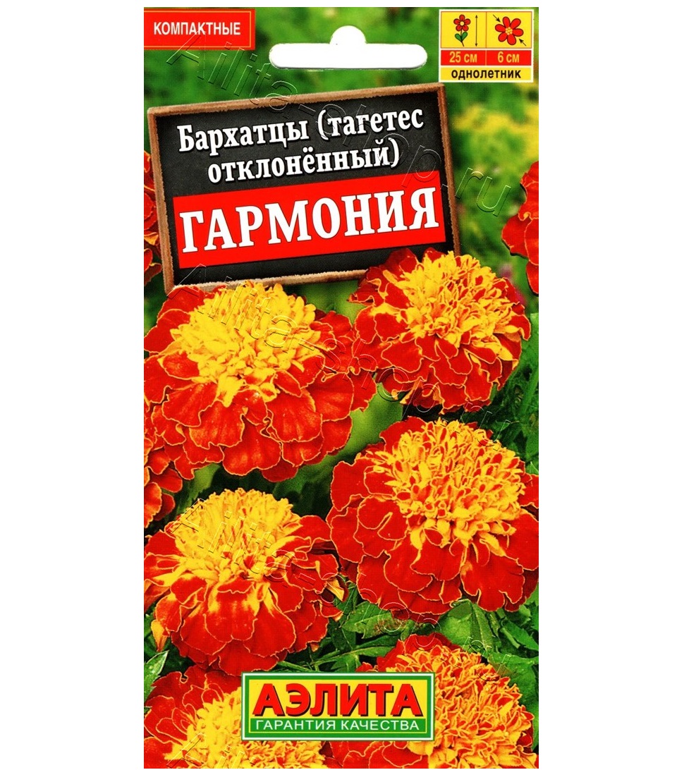 Бархатцы Гармония: описание и характеристики сорта бархоток, тонкости ...