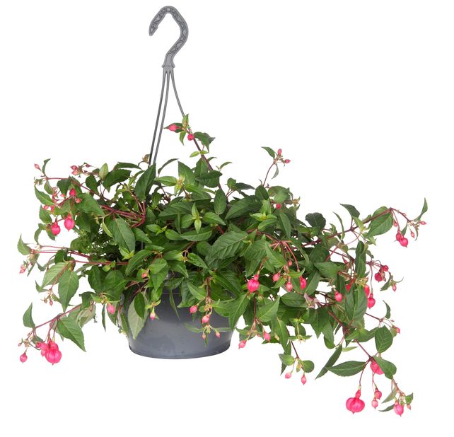 Фуксия Голден Маринка: описание сорта, характеристики, особенности ...