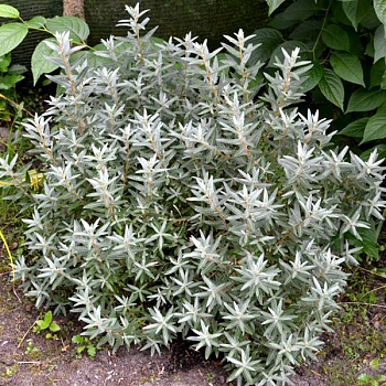 Облепиха Хикул: описание сорта, характеристики, особенности посадки и ...