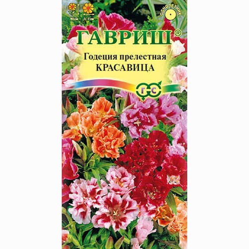 Годеция прелестная Красавица: описание сорта, характеристики ...