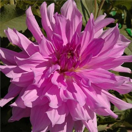 Георгины Лавендер Раффлз: описание сорта, характеристики, тонкости ...