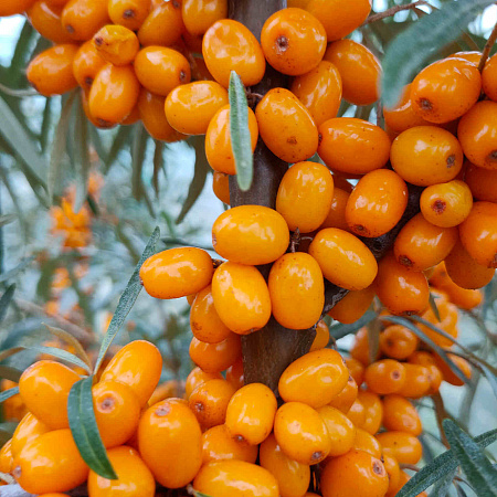 Облепиха Любимая: описание сорта, характеристики, особенности посадки и ...