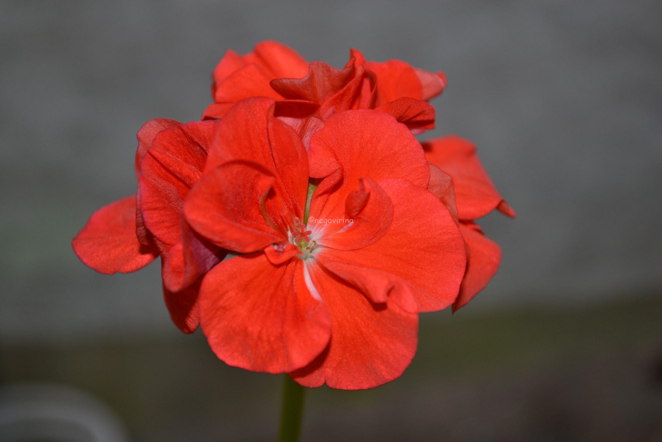 Пеларгония Occold Shield: описание сорта, характеристики, особенности ...