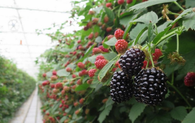 Ежевика Прайм Арк 45: описание сорта и характеристики, особенности и ...