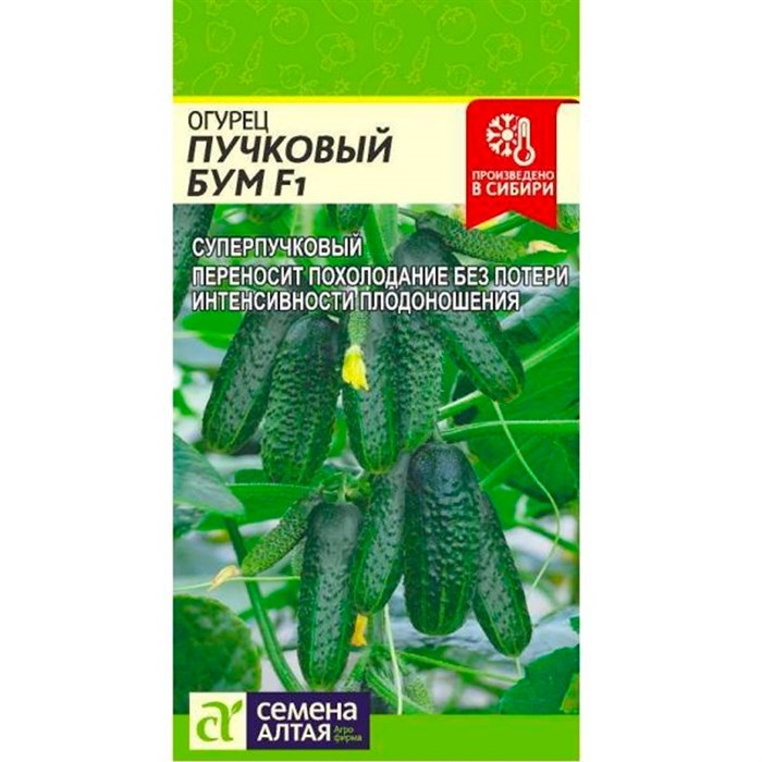 Огурец Пучковый бум: описание и характеристики сорта, правила посадки и ...