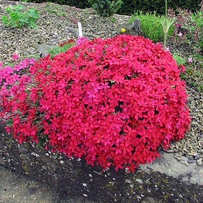 Флокс Ред Вингс: описание сорта, характеристики, тонкости посадки и ...