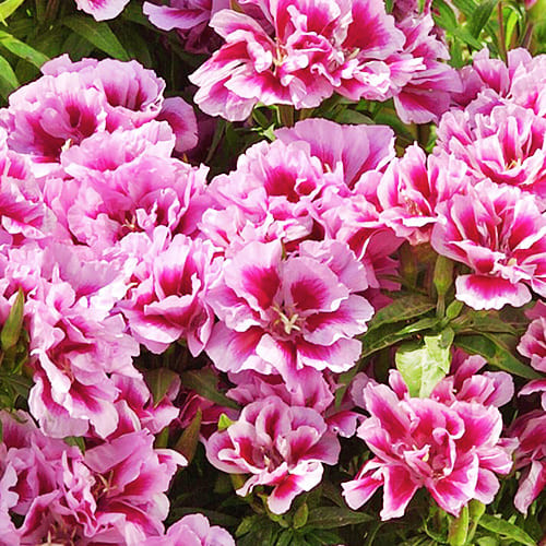 Годеция Рембрандт: описание сорта, характеристики, особенности посадки ...