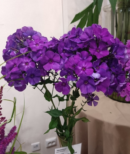 Флокс Шапка Мономаха: описание сорта, характеристики, тонкости посадки ...