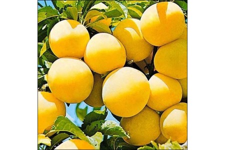 Слива Скромница: особенности и характеристики сорта, тонкости посадки ...