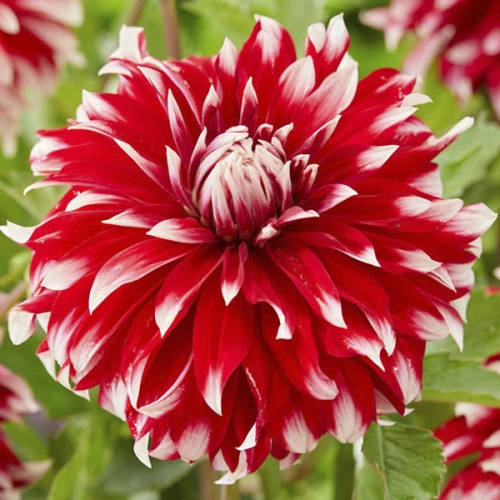 Георгины Давос: описание сорта, характеристики, тонкости посадки и ...