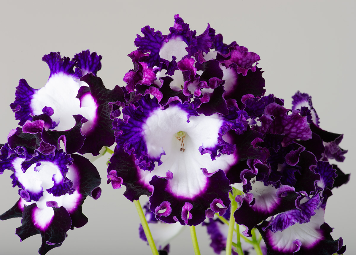 Стрептокарпус DS-Пегас: особенности и характеристика сорта, правила выращивания и ухода, отзывы