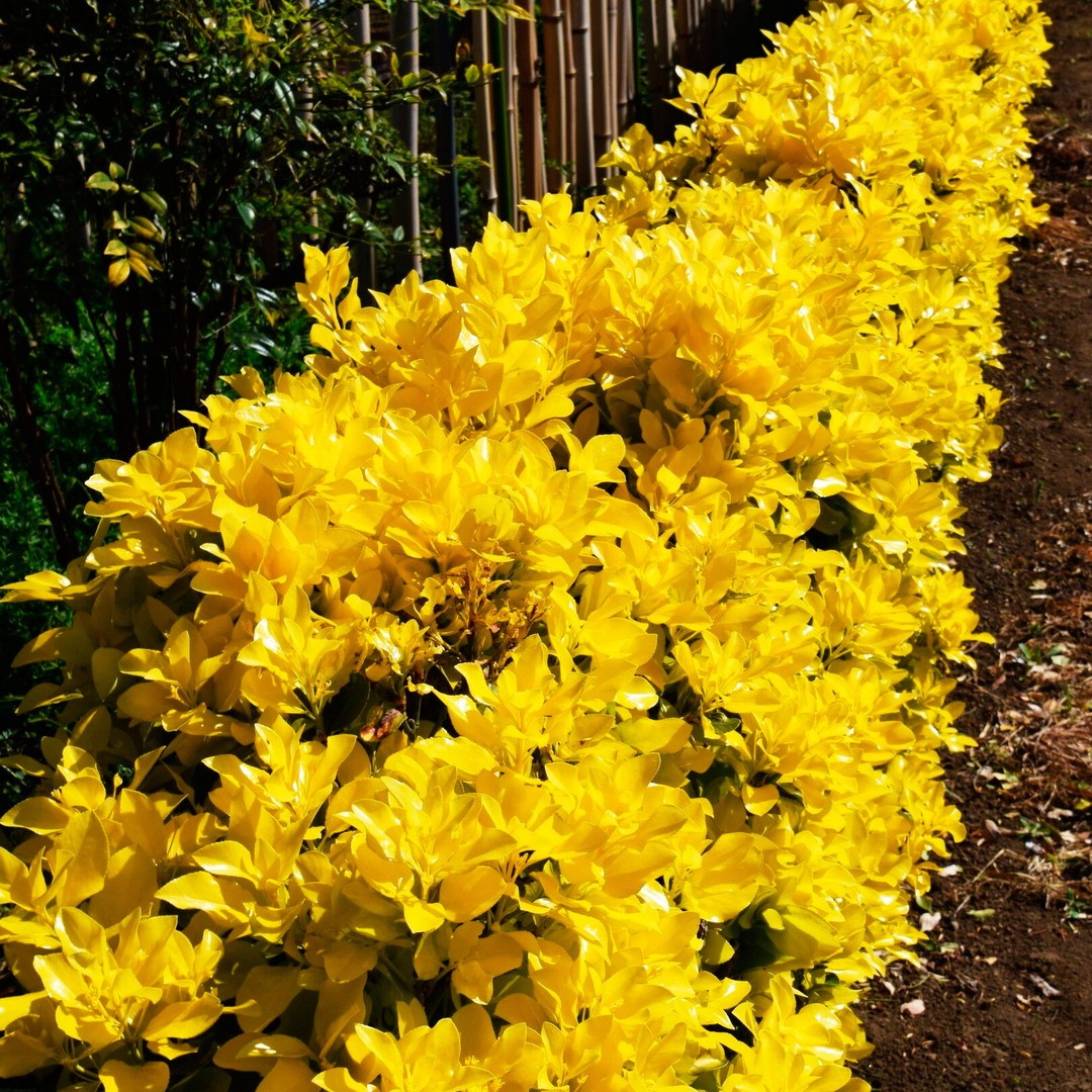 Бересклет Эльдорадо: описание сорта, характеристики, особенности ...