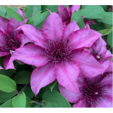 Клематис Элоди: особенности и характеристики сорта, агротехника посадки ...