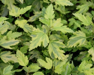 Пузыреплодник Эннис Голд: описание сорта, характеристики, тонкости ...