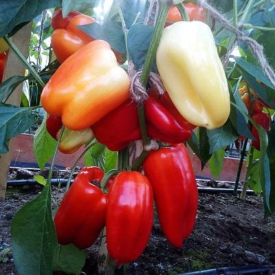 Перец Кент: описание сорта, характеристика плодов, агротехника ...