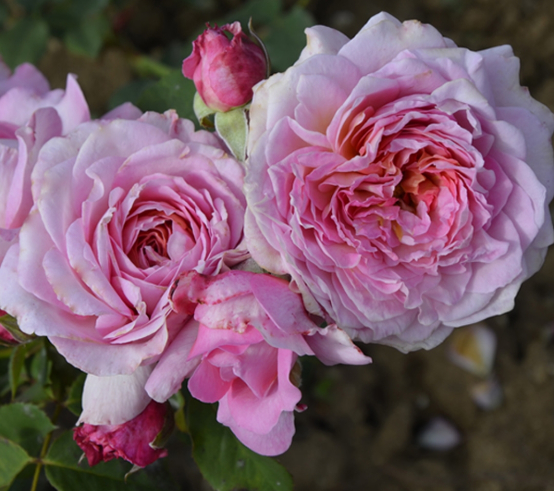 Роза Ламартин Э Трессерв: особенности и характеристика сорта, правила ...