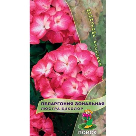 Пеларгония Люстра Биколор: описание сорта, характеристики, особенности ...