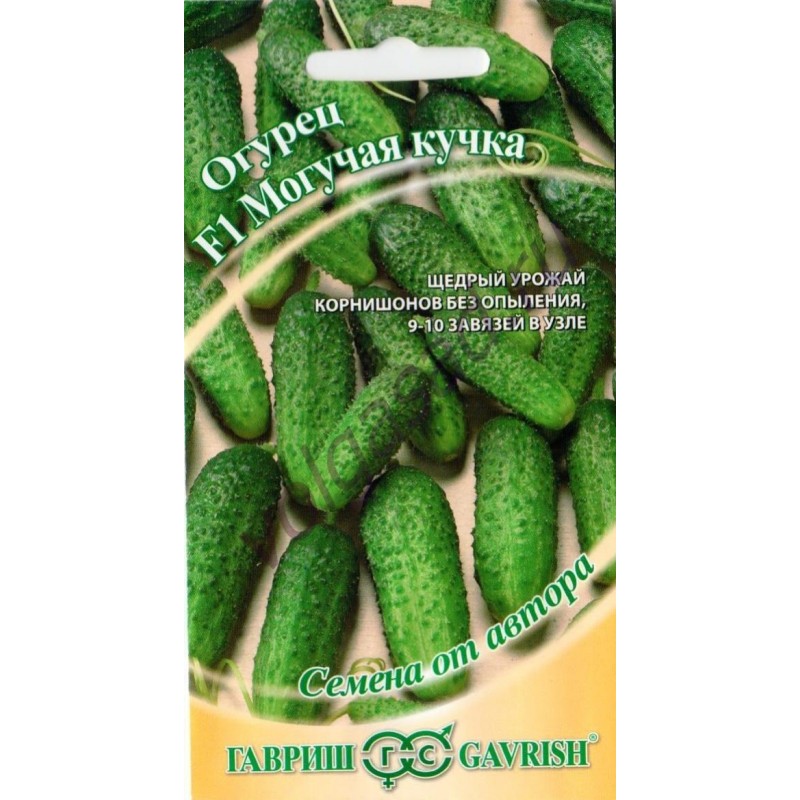 Огурец Могучая кучка: описание и характеристики сорта, правила посадки ...