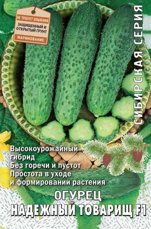 Огурец Надежный товарищ: описание и характеристики сорта, правила ...