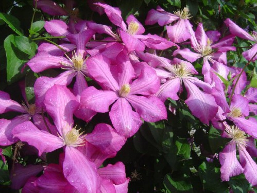 Клематис Николай Рубцов: особенности и характеристики сорта, агротехника посадки и выращивания ...