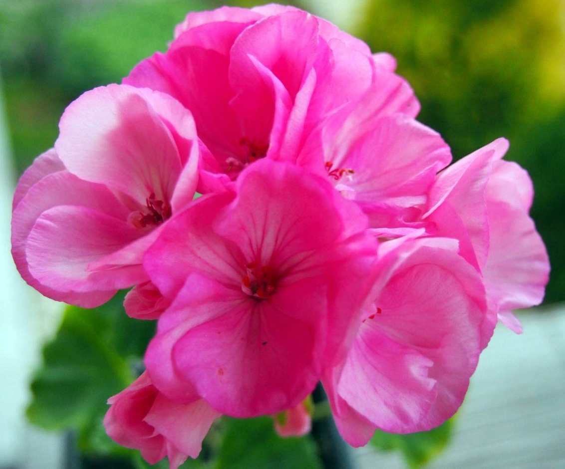 Пеларгония PAC Emilia: описание сорта, характеристики, особенности ...