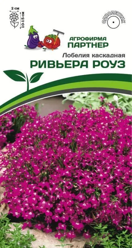 Лобелия Ривьера Роуз: описание сорта, характеристики, тонкости посадки ...