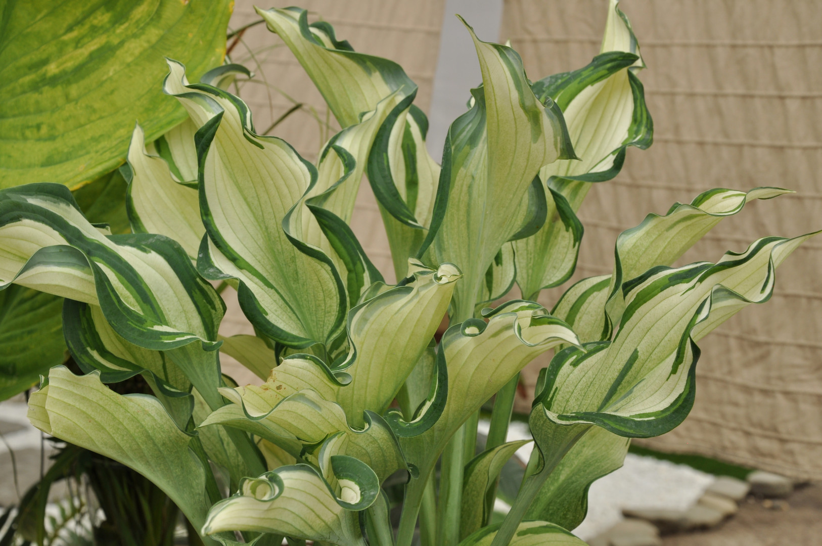 Хоста Sails Ho: описание сорта, характеристики, тонкости посадки и ...