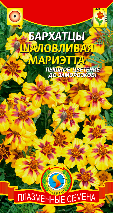 Бархатцы Шаловливая Мариэтта: описание и характеристики сорта бархоток ...