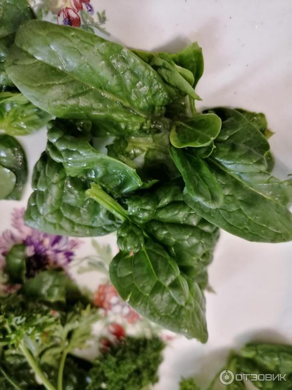 Шпинат Богатырь: описание сорта, характеристики, агротехника посадки и ...