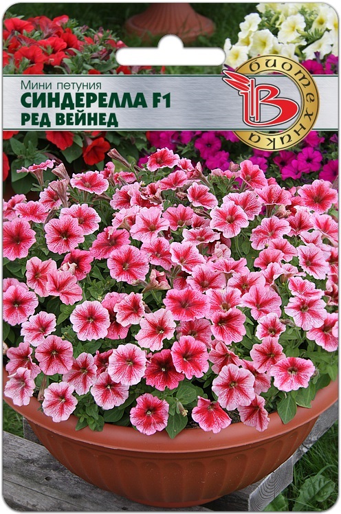 Петуния Синдерелла Ред Вейнед: описание сорта, характеристики, тонкости ...