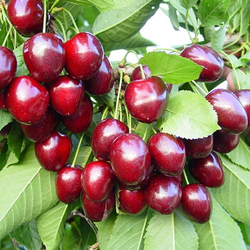 Черешня Сюрприз: особенности и характеристики сорта, правила посадки и ...