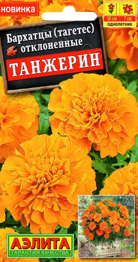 Бархатцы Танжерин: описание и характеристики сорта бархоток, тонкости ...