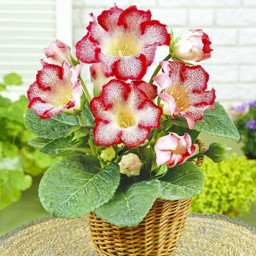 Глоксиния Тигрина Ред: особенности и характеристика сорта, правила ...