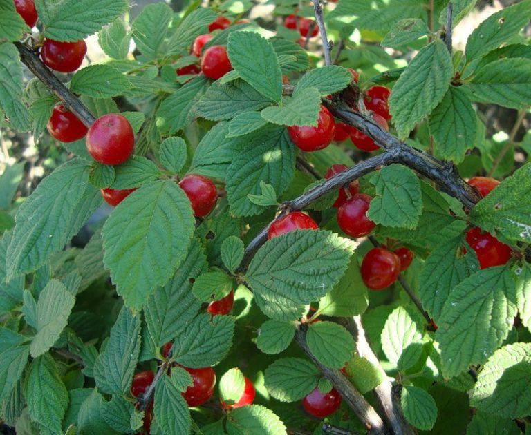 Вишня Восточная: описание и характеристики сорта, особенности посадки ...