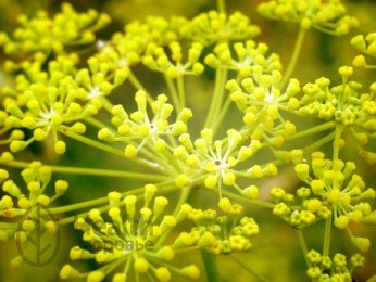 Фенхель: описание растения, фото, характеристики, особенности посадки и ...